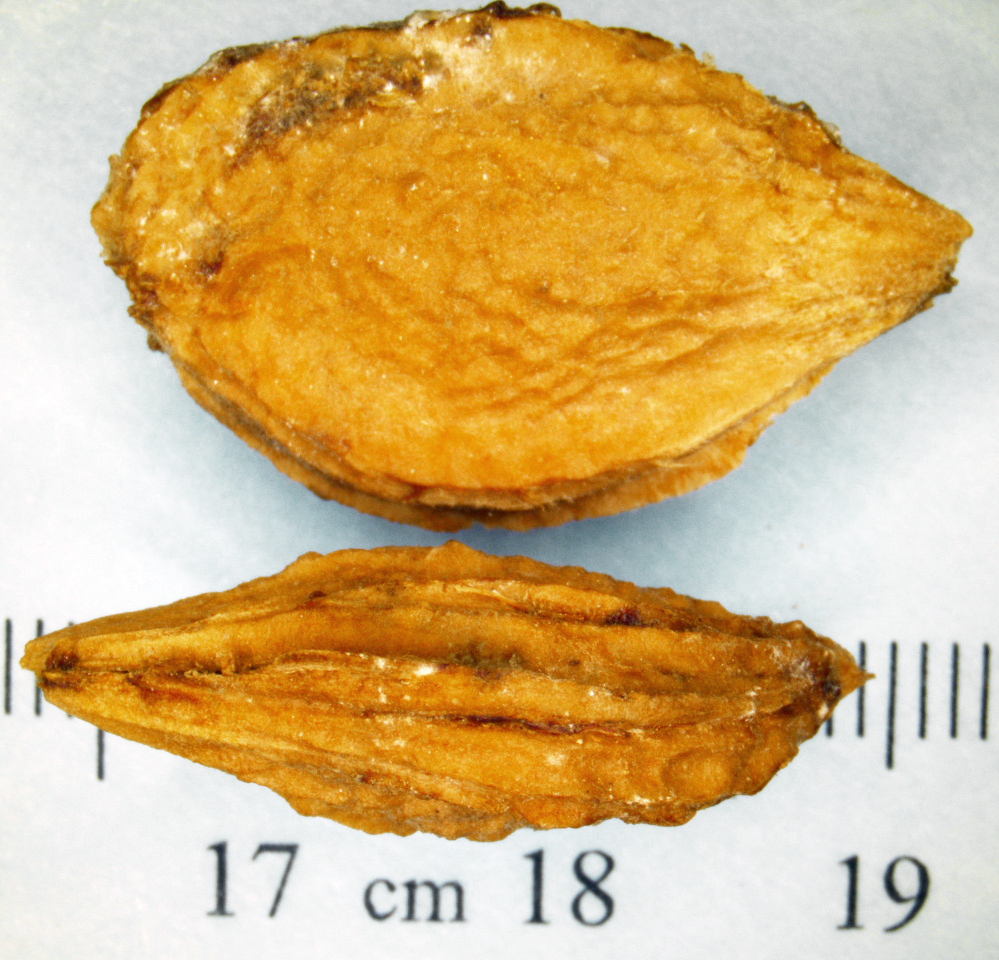Rosaceae | Fruit and Seed Family ID