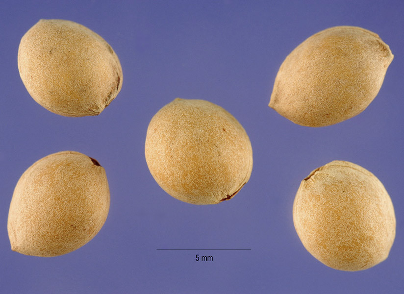 Rosaceae | Fruit and Seed Family ID