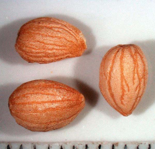 Rosaceae | Fruit and Seed Family ID