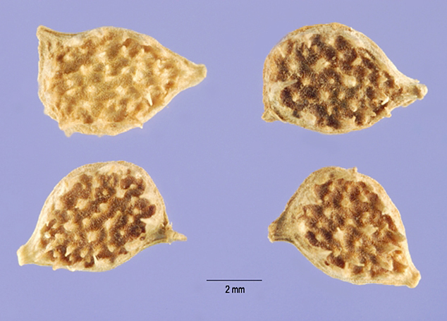 Ranunculaceae | Fruit and Seed Family ID