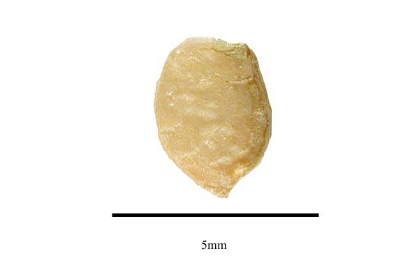 Ranunculaceae | Fruit and Seed Family ID