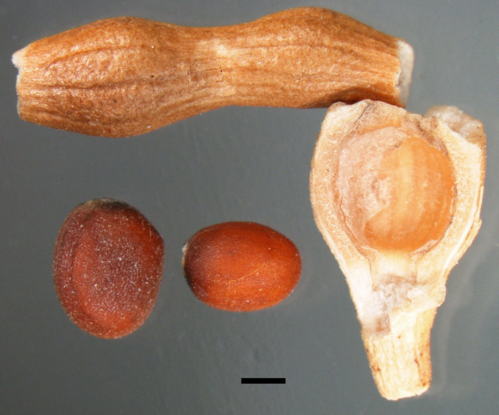 Brassicaceae | Fruit and Seed Family ID