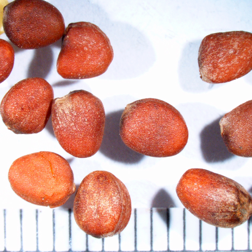 Brassicaceae | Fruit and Seed Family ID