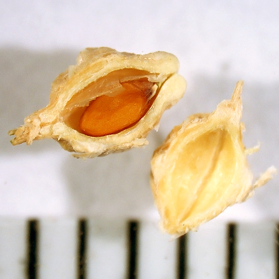 Brassicaceae | Fruit and Seed Family ID