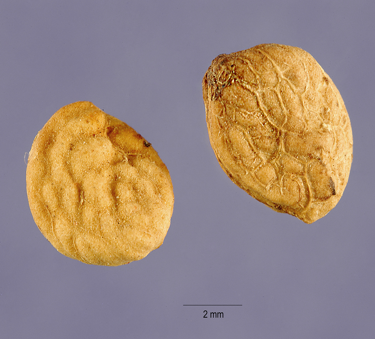 Apocynaceae | Fruit and Seed Family ID