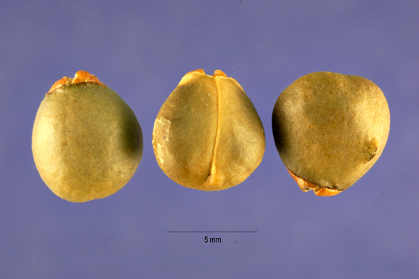 Rhamnaceae | Fruit and Seed Family ID