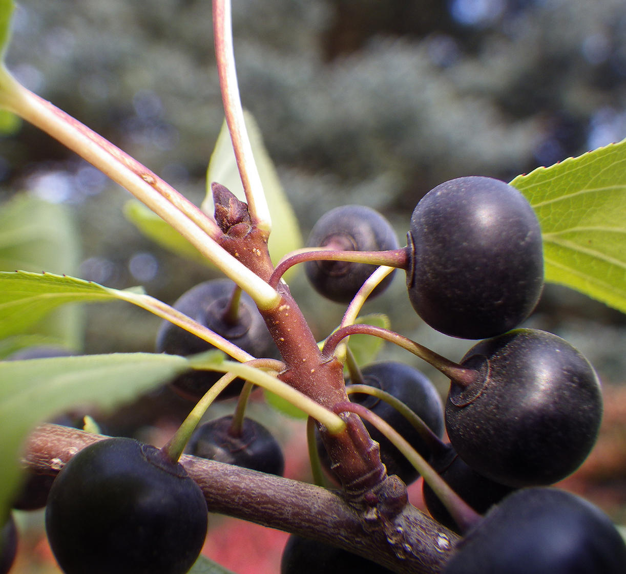 Rhamnaceae | Fruit and Seed Family ID