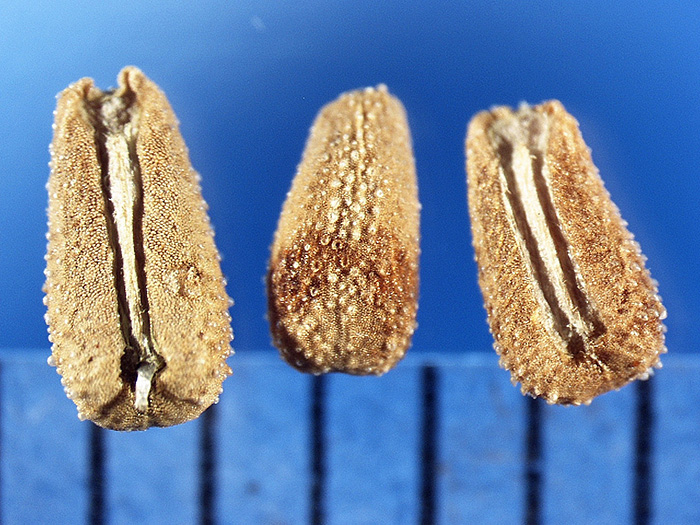 Rubiaceae | Fruit and Seed Family ID