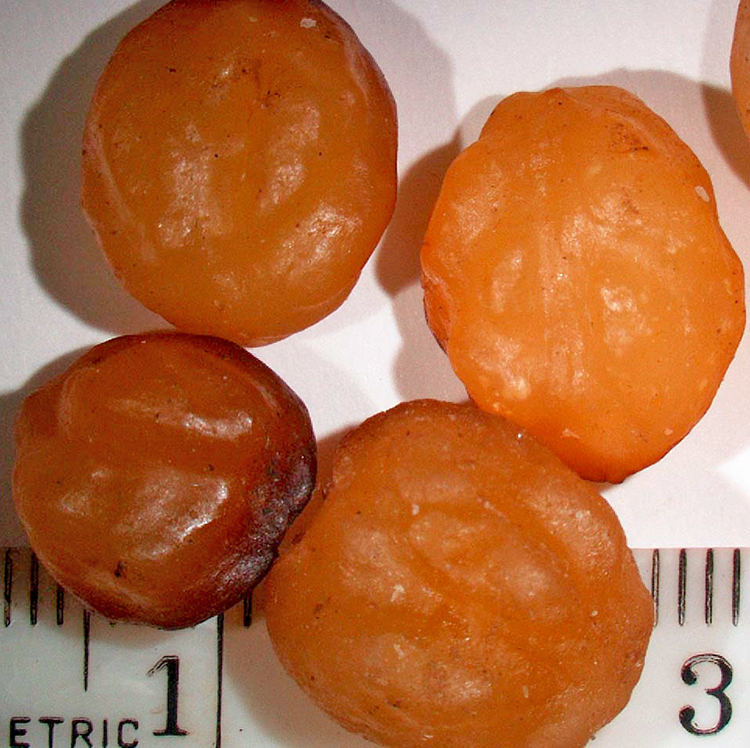 Euphorbiaceae | Fruit and Seed Family ID