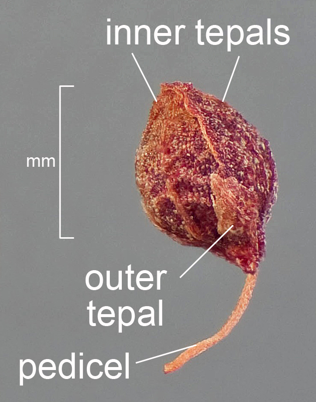 Polygonaceae | Fruit and Seed Family ID