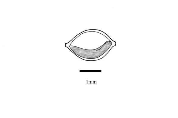 Polygonaceae | Fruit and Seed Family ID