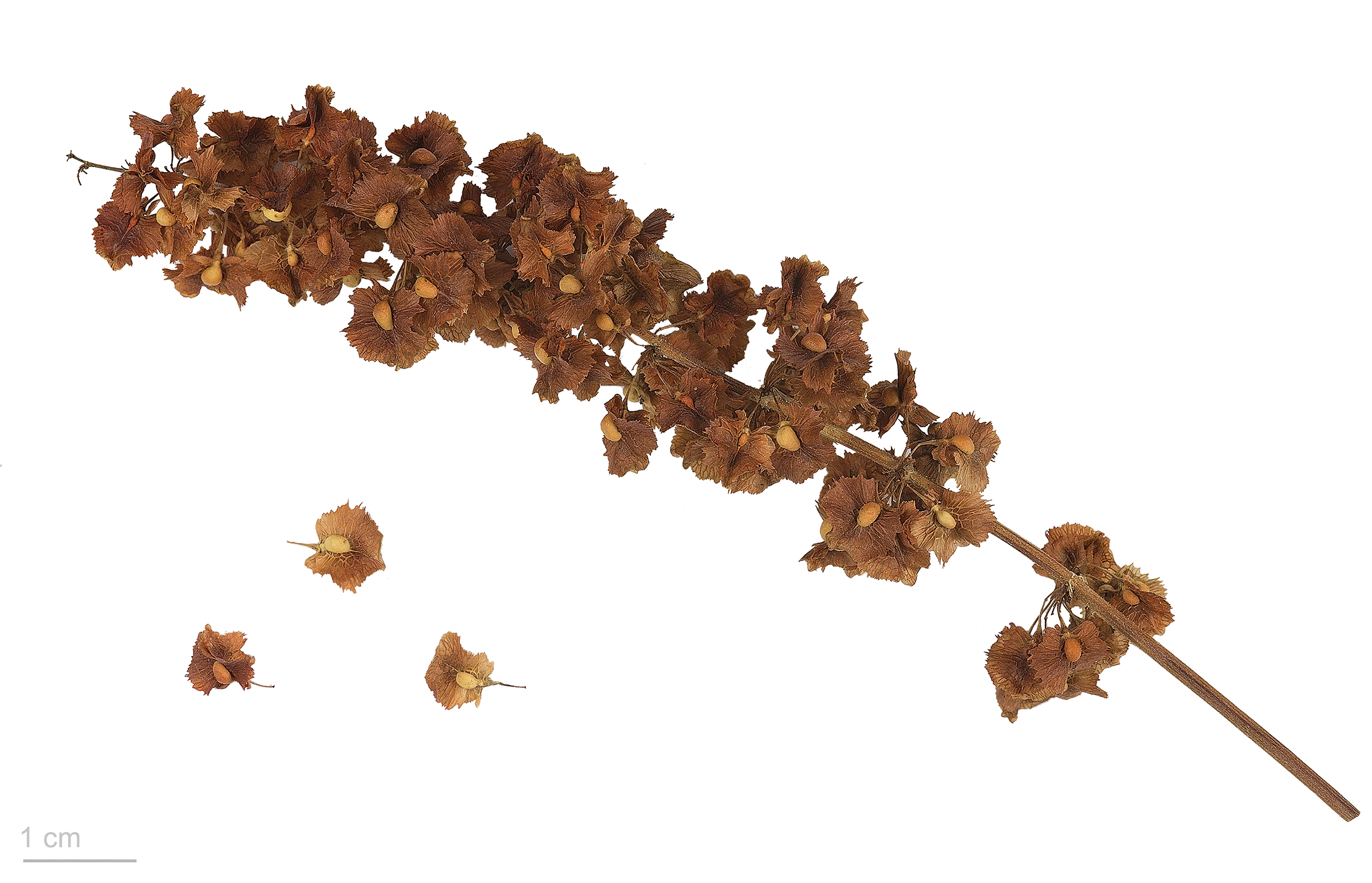 Polygonaceae | Fruit and Seed Family ID