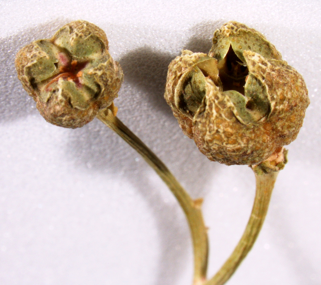 Rutaceae | Fruit and Seed Family ID