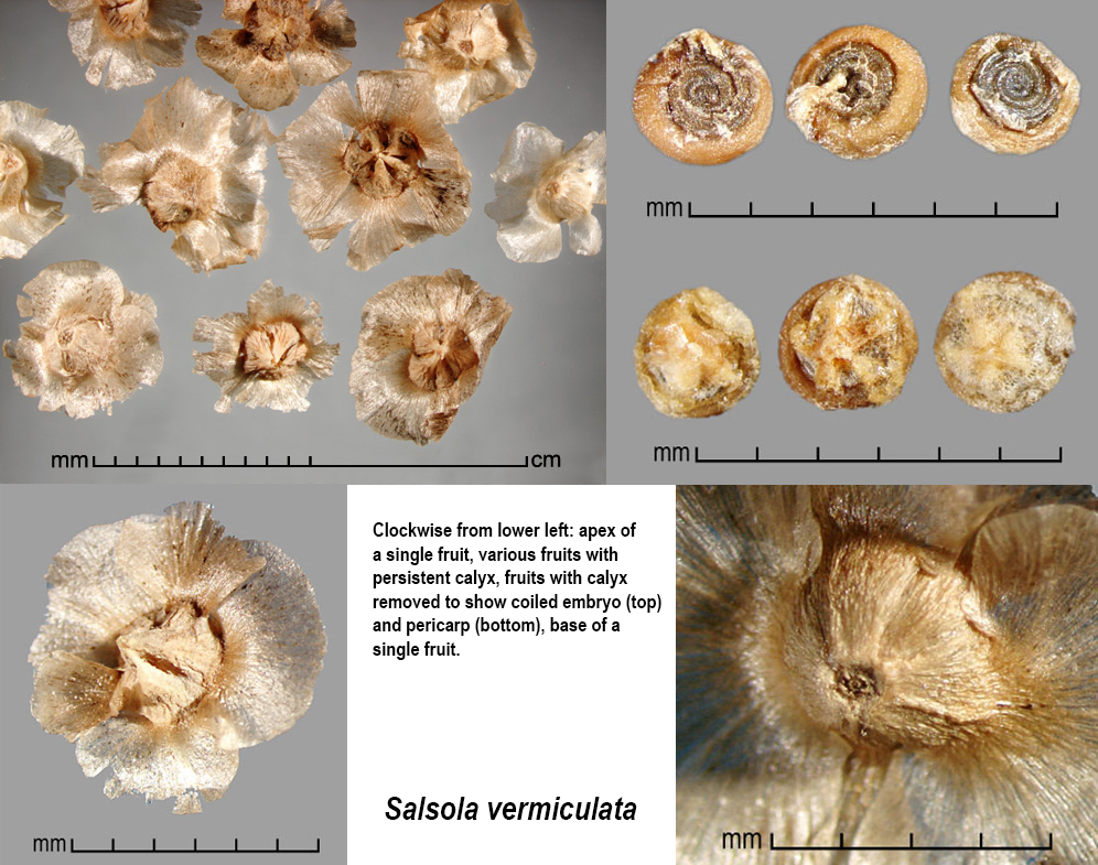 Amaranthaceae | Fruit and Seed Family ID
