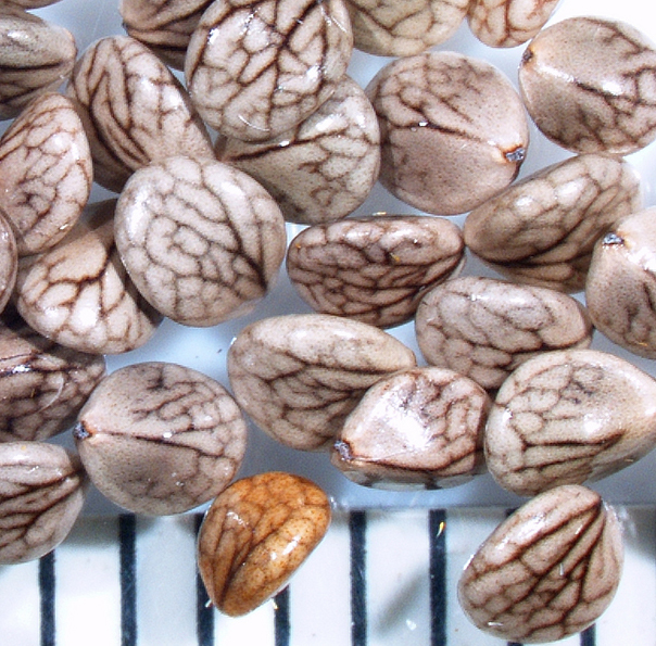 Lamiaceae | Fruit and Seed Family ID