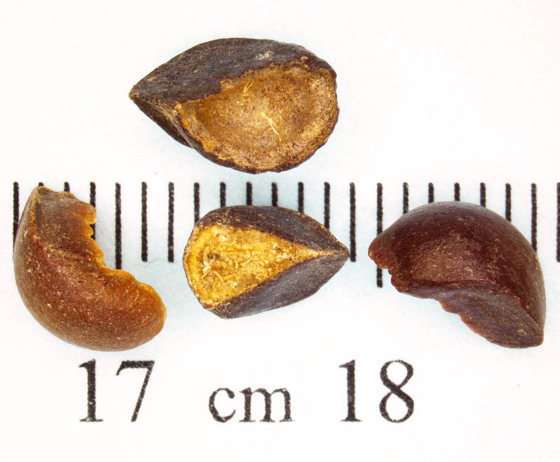 Phyllanthaceae | Fruit and Seed Family ID