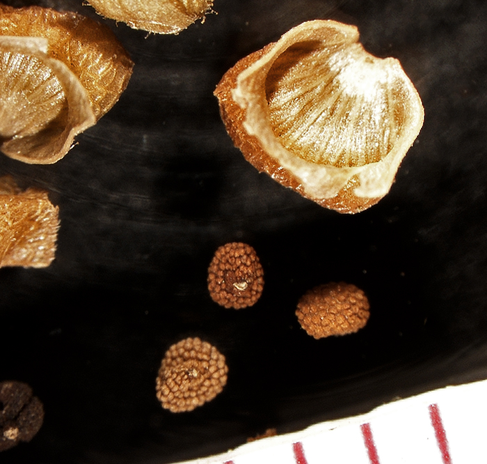 Lamiaceae | Fruit and Seed Family ID
