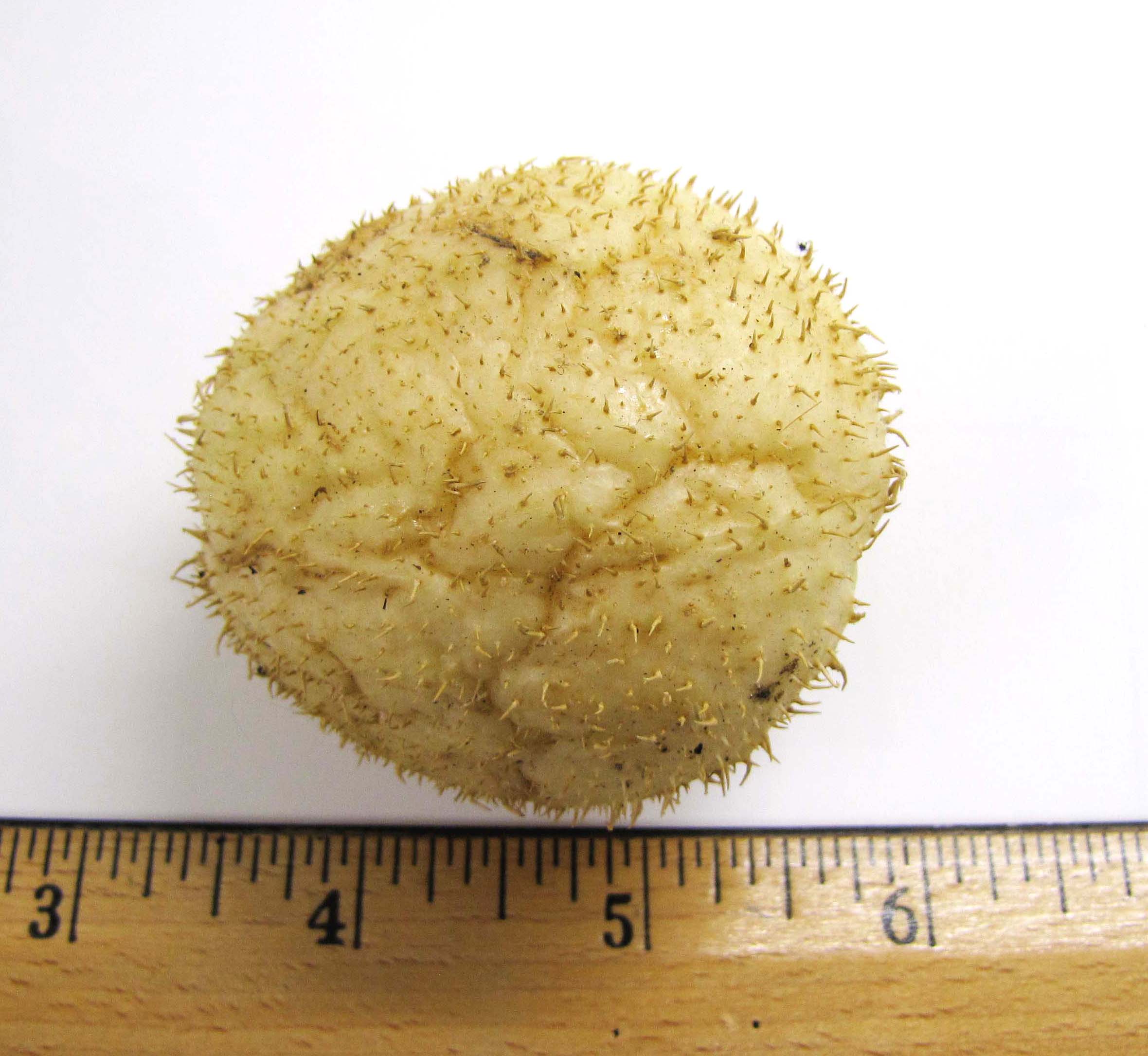 Cucurbitaceae | Fruit and Seed Family ID