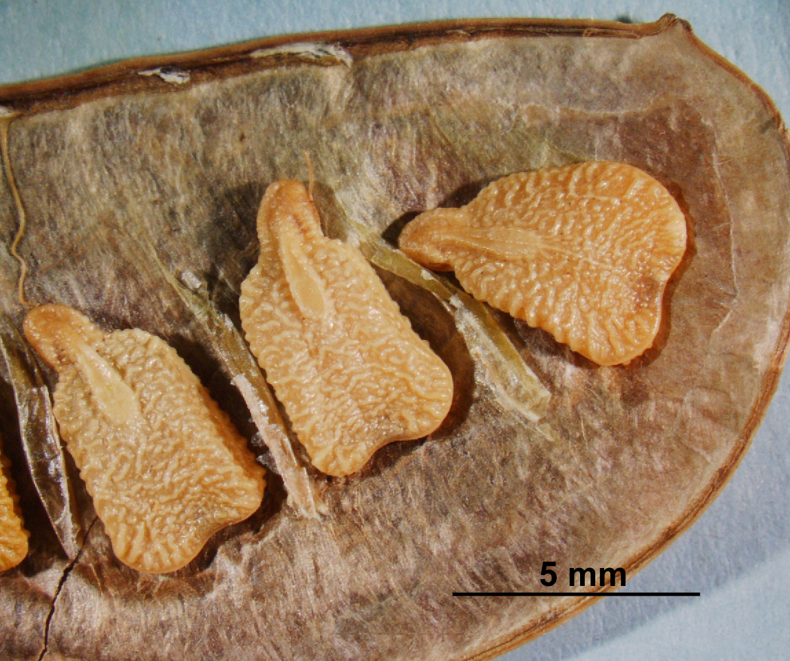 Fabaceae | Fruit and Seed Family ID