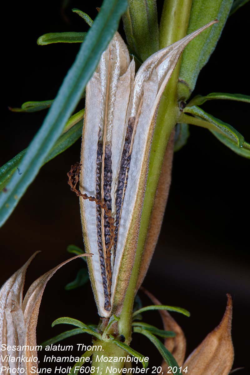 Pedaliaceae | Fruit and Seed Family ID