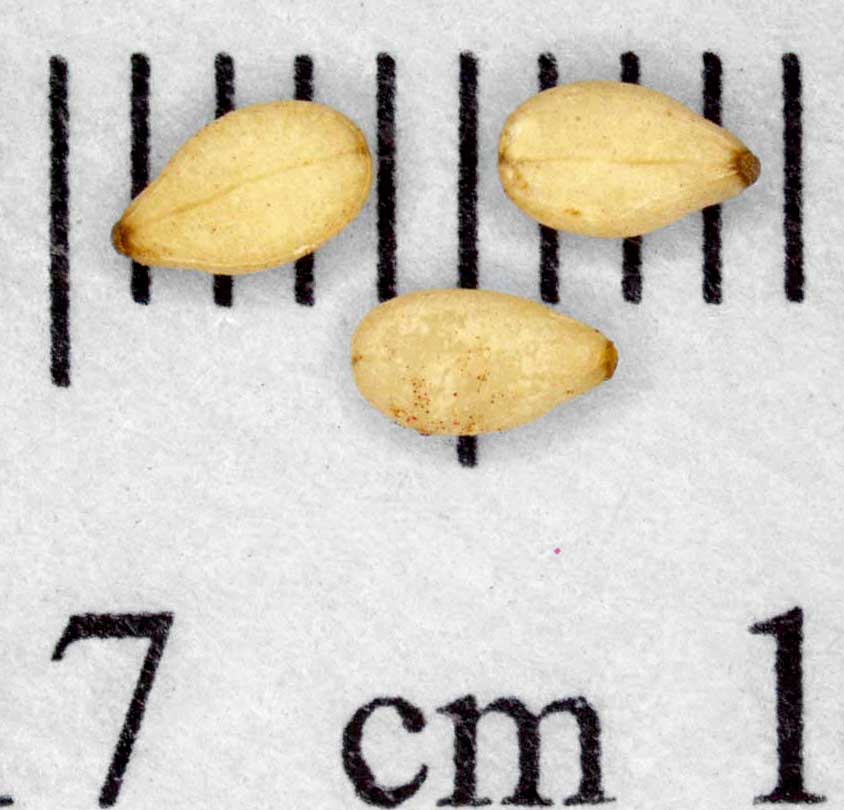 Pedaliaceae | Fruit and Seed Family ID