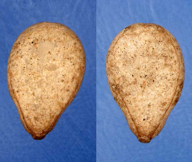 Pedaliaceae | Fruit and Seed Family ID