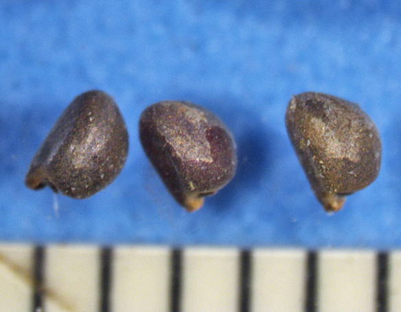 Malvaceae | Fruit and Seed Family ID