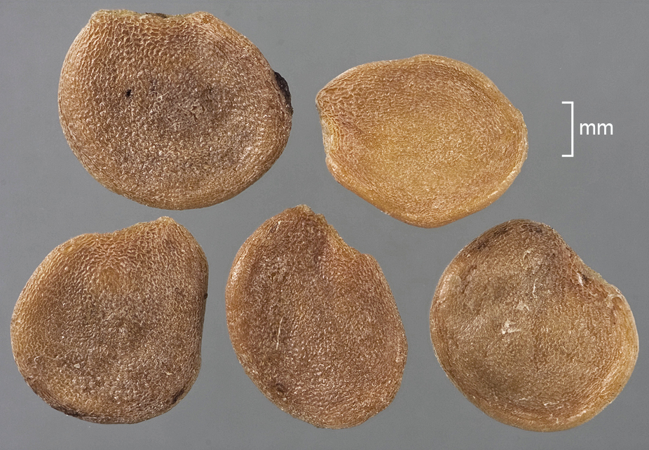 Solanaceae | Fruit and Seed Family ID