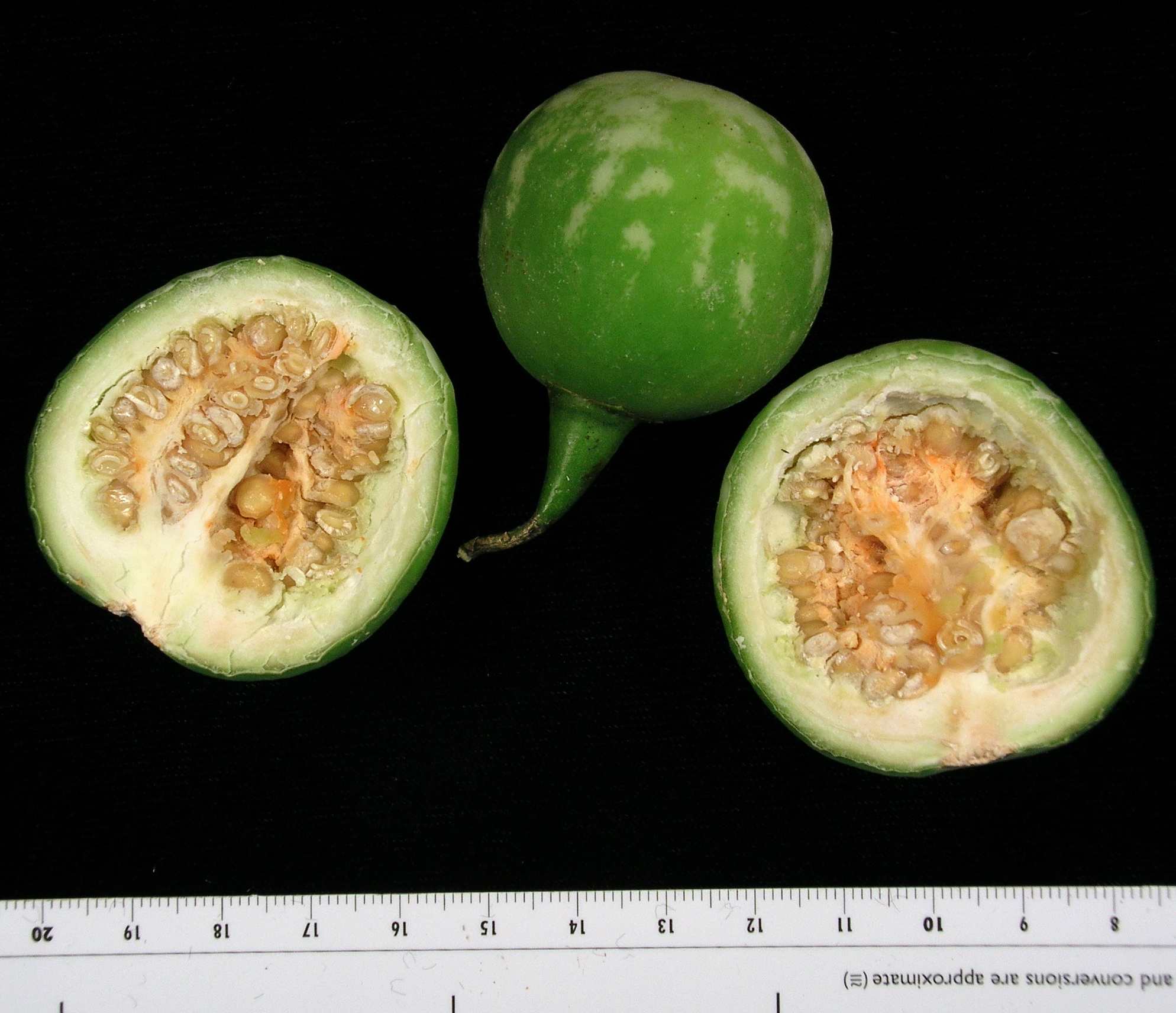 Solanaceae | Fruit and Seed Family ID