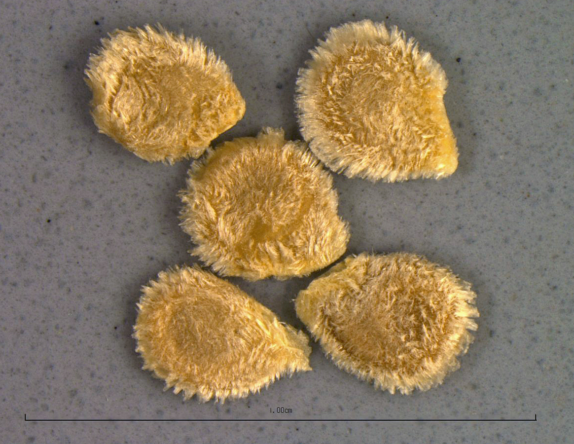 Solanaceae | Fruit and Seed Family ID