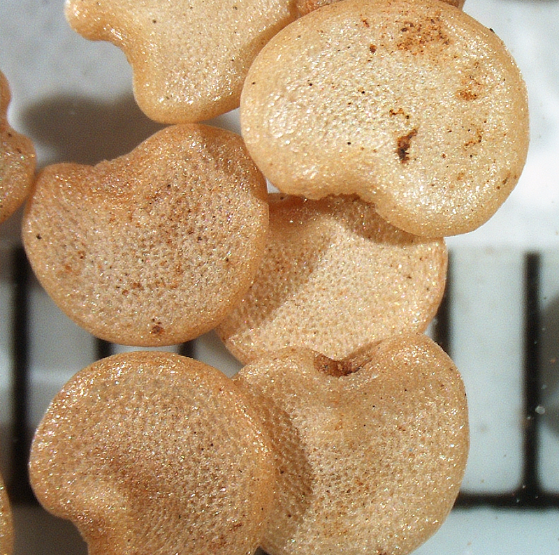 Solanaceae | Fruit and Seed Family ID