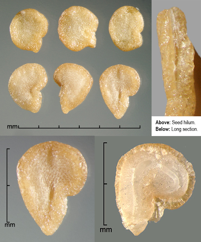 Solanaceae | Fruit and Seed Family ID