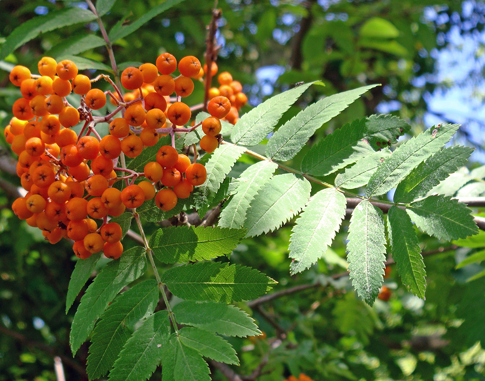 Rosaceae | Fruit and Seed Family ID
