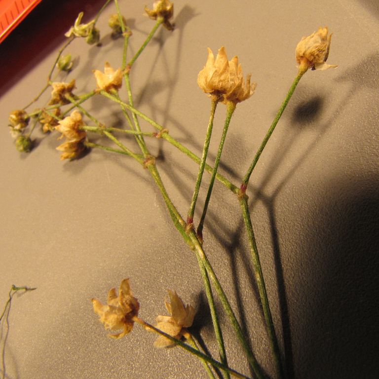 Caryophyllaceae | Fruit and Seed Family ID