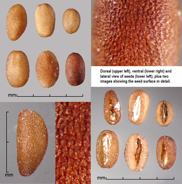 Rubiaceae | Fruit and Seed Family ID