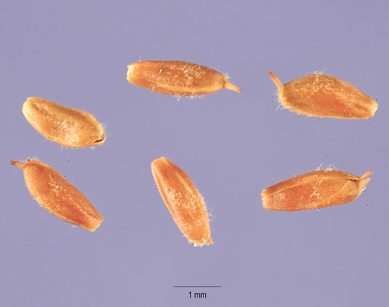 Rosaceae | Fruit and Seed Family ID