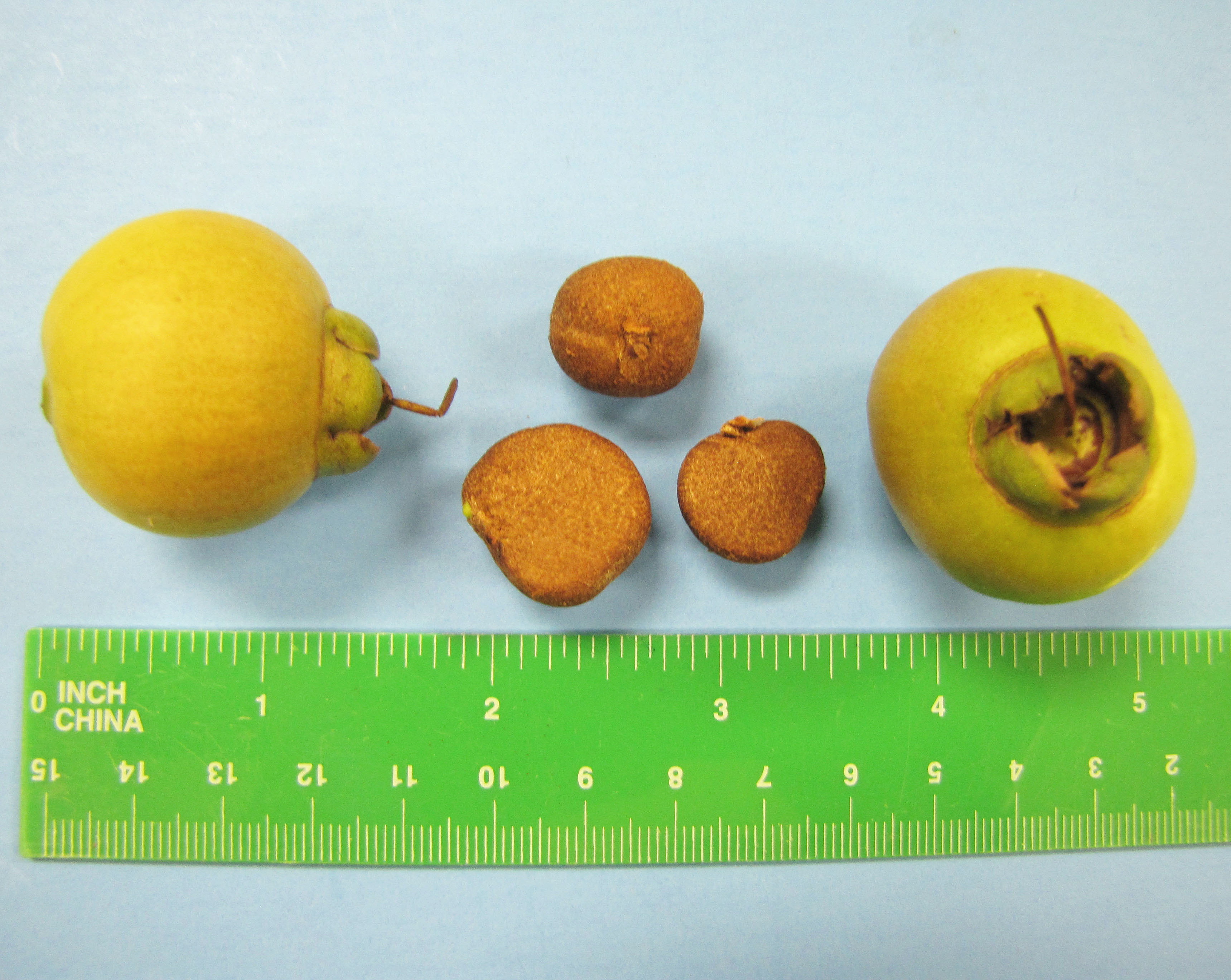 Myrtaceae | Fruit and Seed Family ID