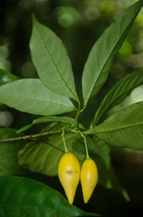 Apocynaceae | Fruit and Seed Family ID