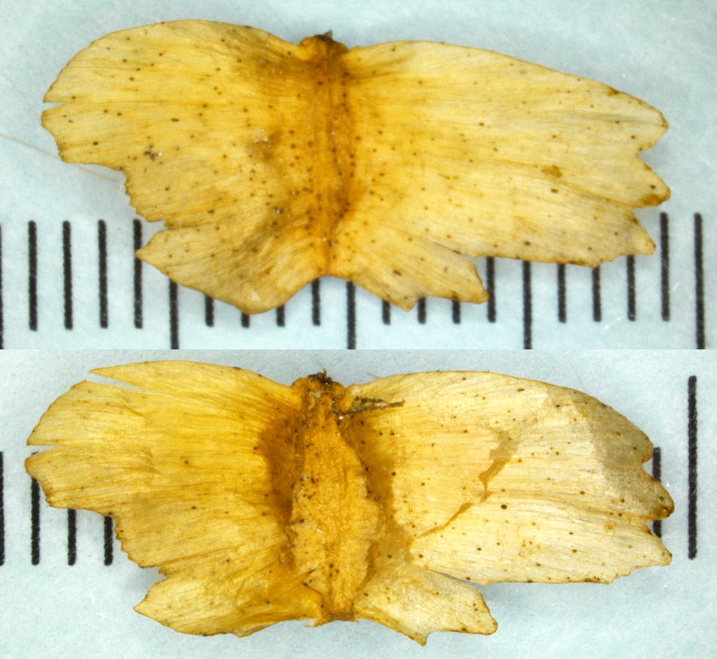 Combretaceae | Fruit and Seed Family ID