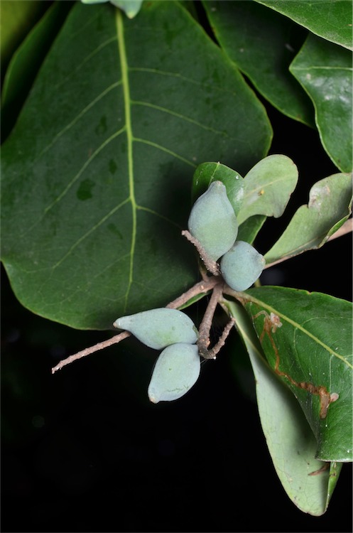 Combretaceae | Fruit and Seed Family ID