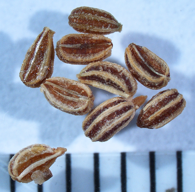 Apiaceae | Fruit and Seed Family ID