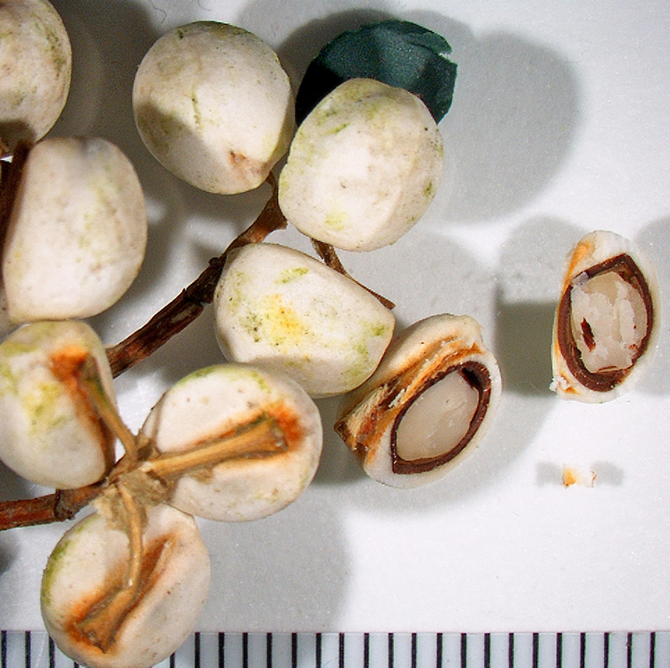 Euphorbiaceae | Fruit and Seed Family ID