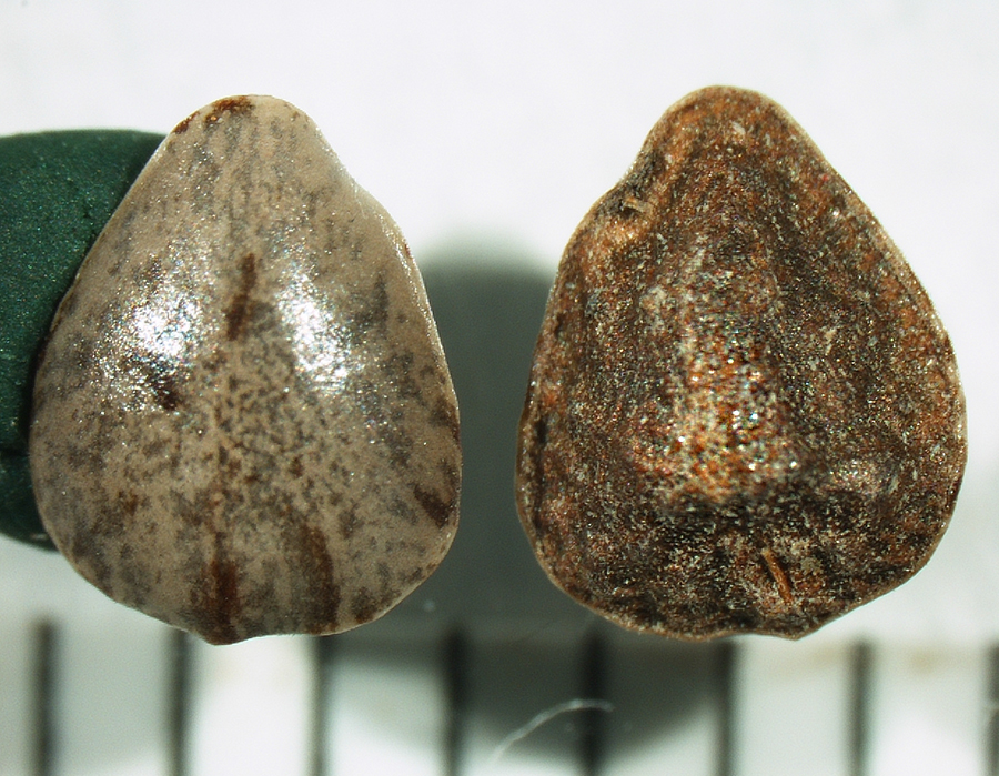 Boraginaceae | Fruit and Seed Family ID