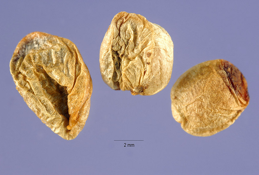 Rutaceae | Fruit and Seed Family ID