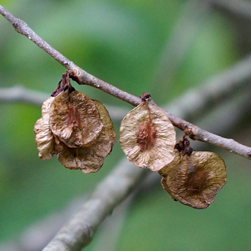 Ulmaceae | Fruit and Seed Family ID