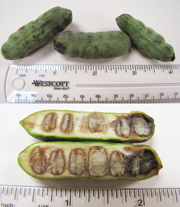 Annonaceae | Fruit and Seed Family ID
