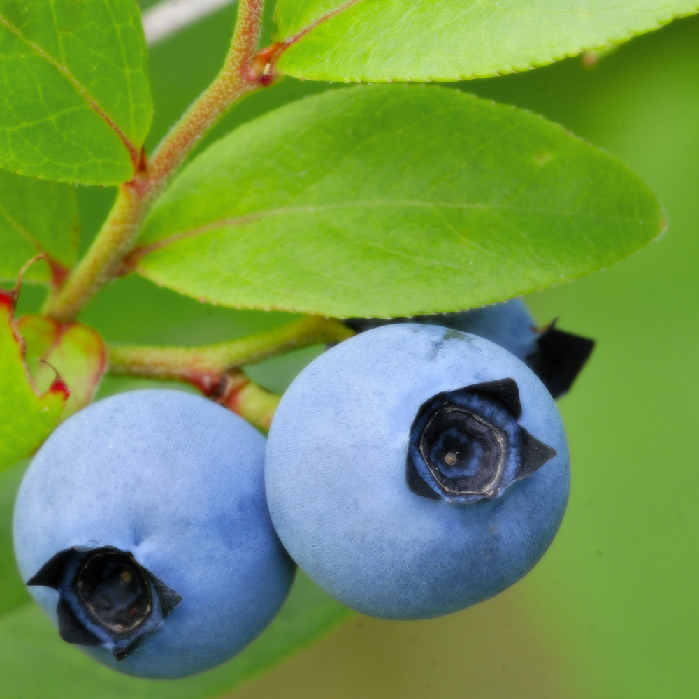 Ericaceae | Fruit and Seed Family ID