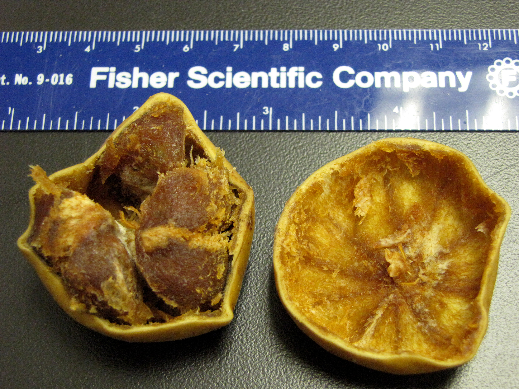 Rubiaceae | Fruit and Seed Family ID