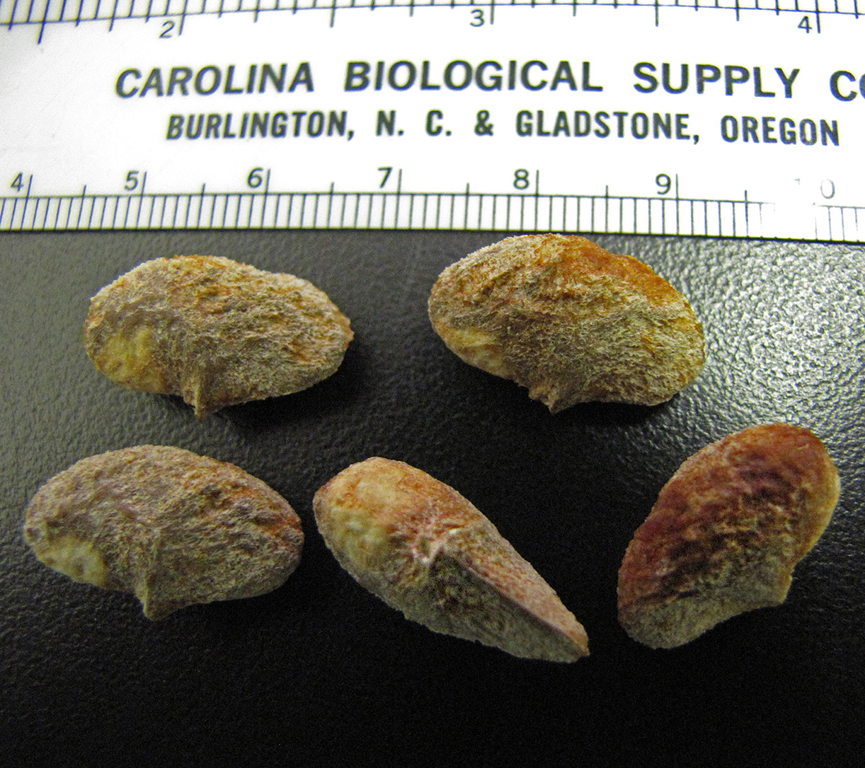 Rubiaceae | Fruit and Seed Family ID