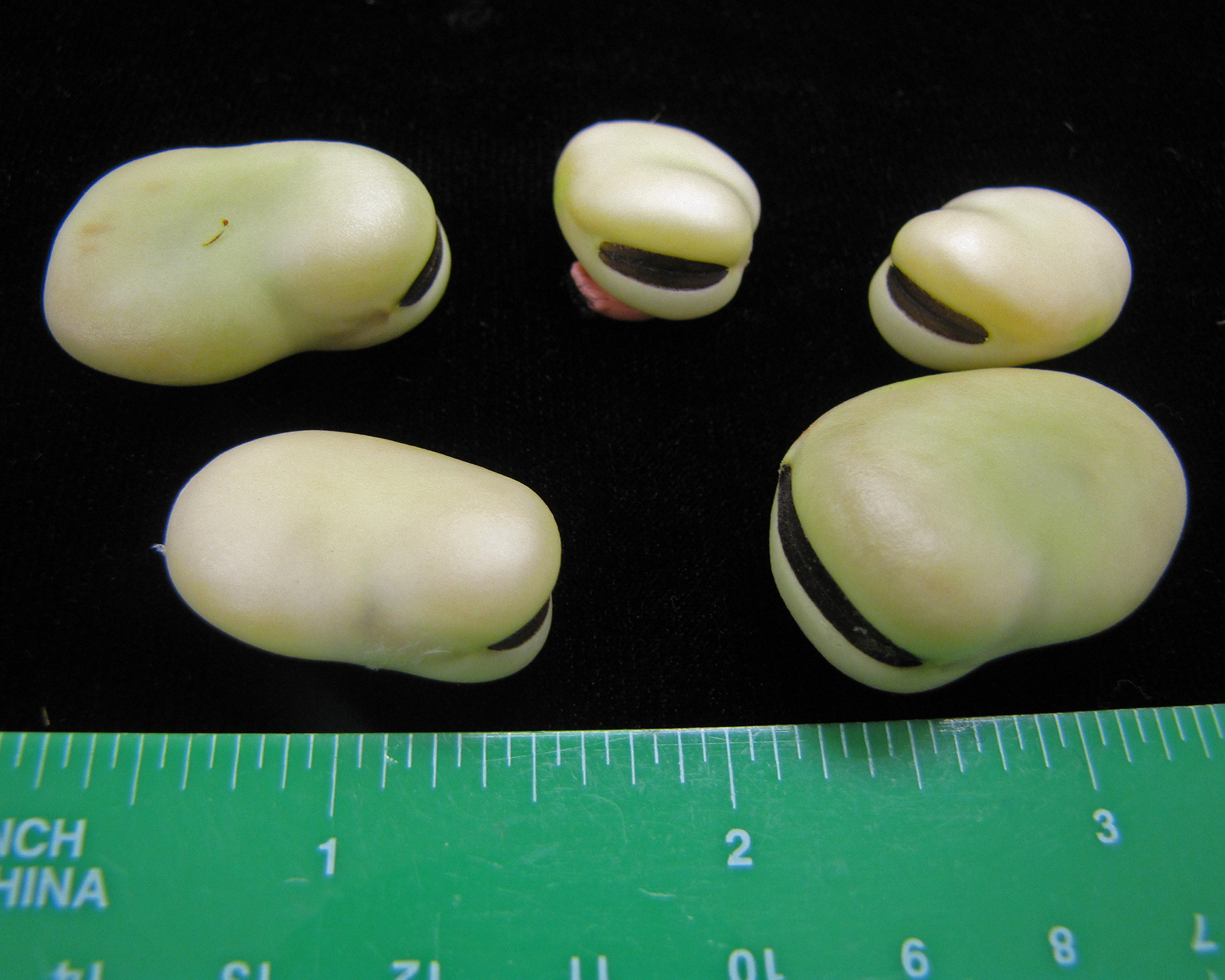 Fabaceae | Fruit and Seed Family ID